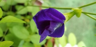 10 Blue Butterfly Pea Seeds, Clitoria ternatea Sangu pushpam Aparajita ...