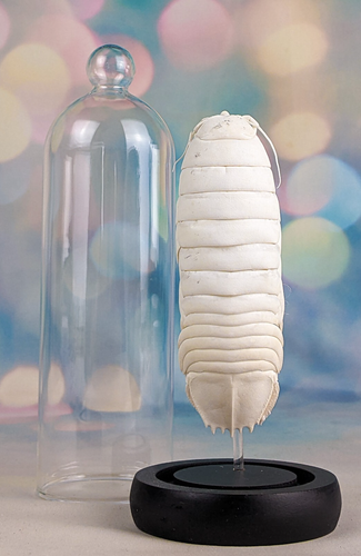 Giant Sea Isopod Glass Dome Display taxidermy Oddities Curiosities ...