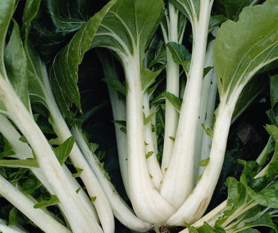 Pak Choi Dwarf Canton White - Oriental Chinese vegetable seeds | eBay UK