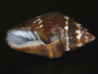 MITRA DECURTATA: THE LARGEST STRIGATELLA MITERS I'VE SEEN FROM FIJI @ 32.67MM! | eBay