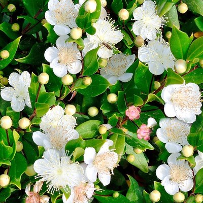 Myrtus Communis Common Myrtle Bushy Outdoor Evergreen Potted Garden ...