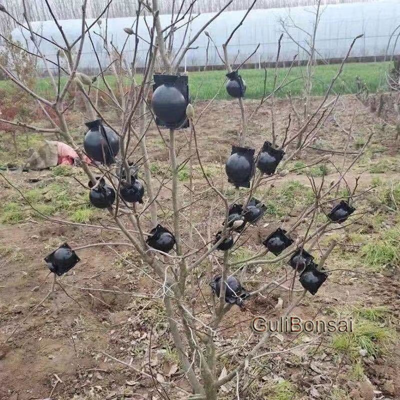 Reusable Air Layering Pods Bonsai Plant Root Growing Box Tree ...