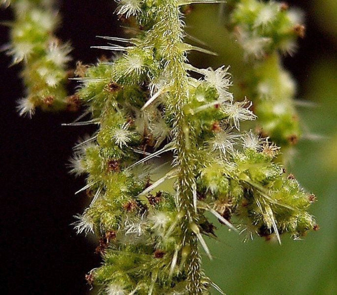 200 STINGING NETTLE Urtica Dioica (Common, California, Bull Nettle ...