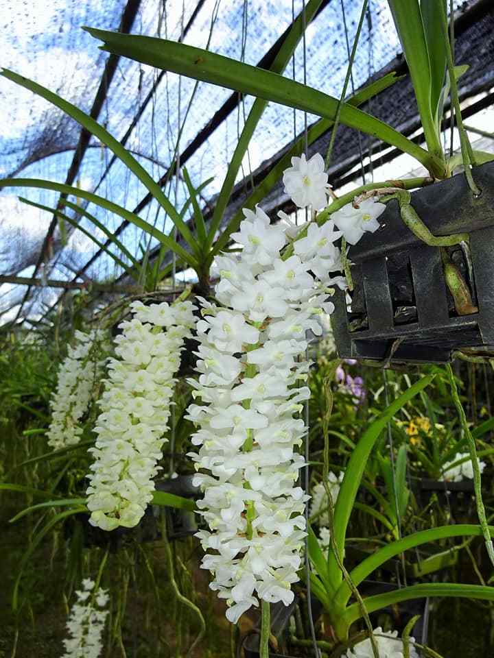 Rhynchostylis Retusa alba white Orchid Plant Species Blooming CITES ...