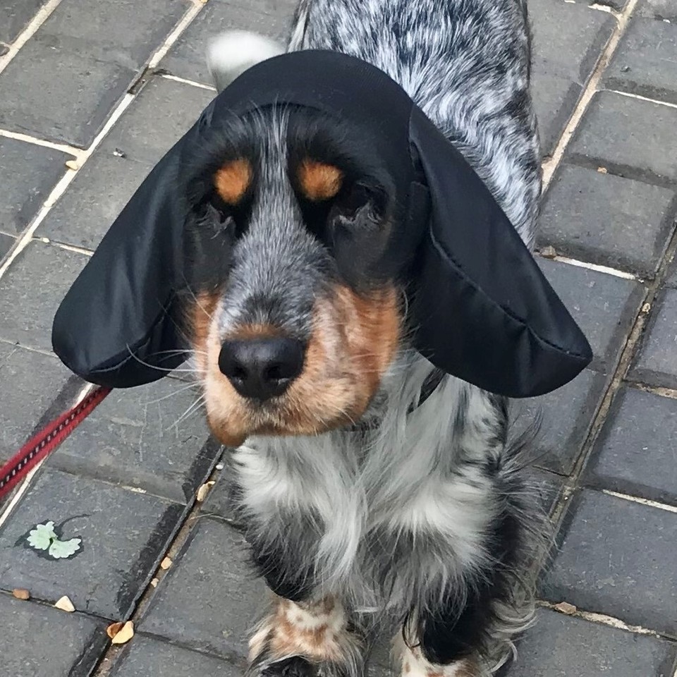 Dogs Ear Protectors/Protection Mutts Ear Mitts® Spaniel, Ear Cover/Hood ...