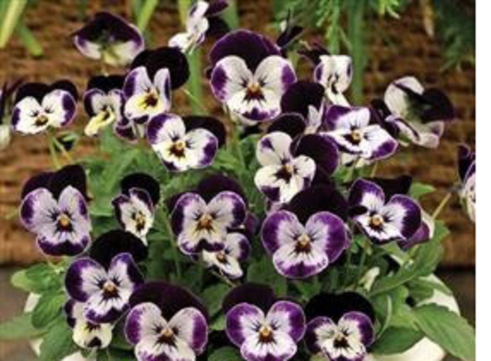 40 X VIOLA PENNY SERIES MINI PLUG PLANTS choice of varieties pre order ...
