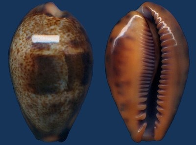 Shell Cypraea walkeri surabajensis Seashell | eBay