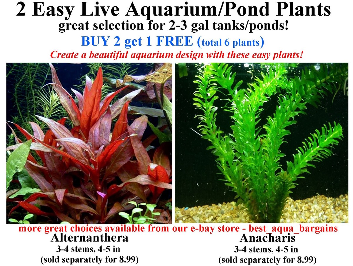 Easy Low Light Aquarium Plants 5 Best Thriving Low Light Aquarium