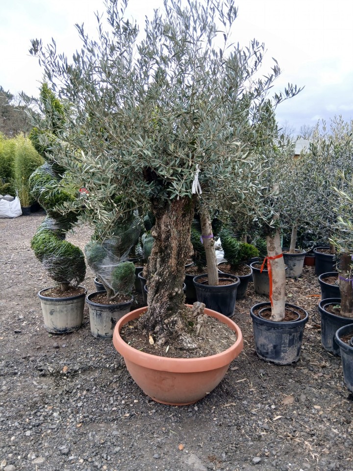 160L Gnarled Olive Tree VERY OLD Amazing Value A** Full Health Check ...