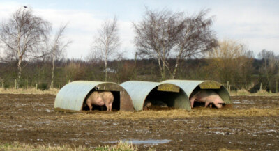Photo 6x4 Near Paradise Farm Snitterby Pigs at home. View looking North ...