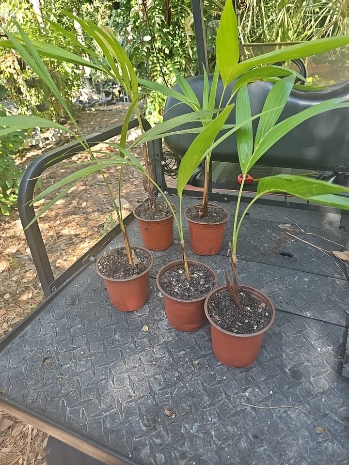 Christmas Manila palm seedlings live Plant Florida grown 22" Adonidia ...