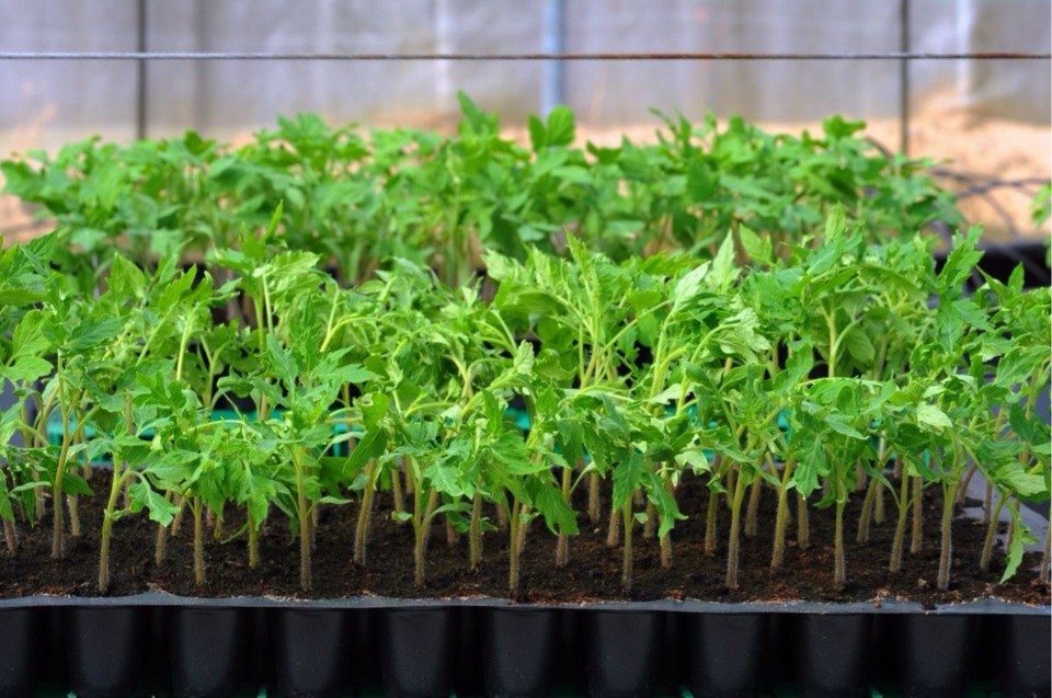 3x GIGANTOMO tomato plug plants LARGE PLANTS | eBay UK