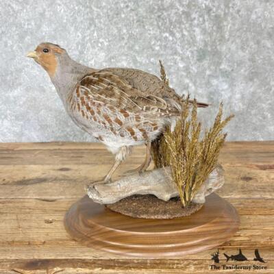 #27165 P | Hungarian Partridge Life Size Taxidermy Bird Mount Quail ...