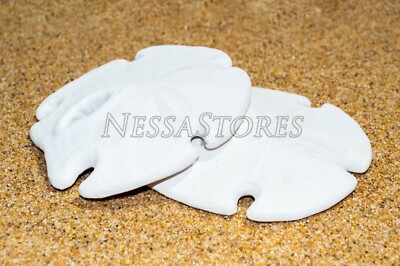 White Real Arrowhead Sand Dollar Sea Shell Craft Weddings 3"- 4"(2 pcs ...