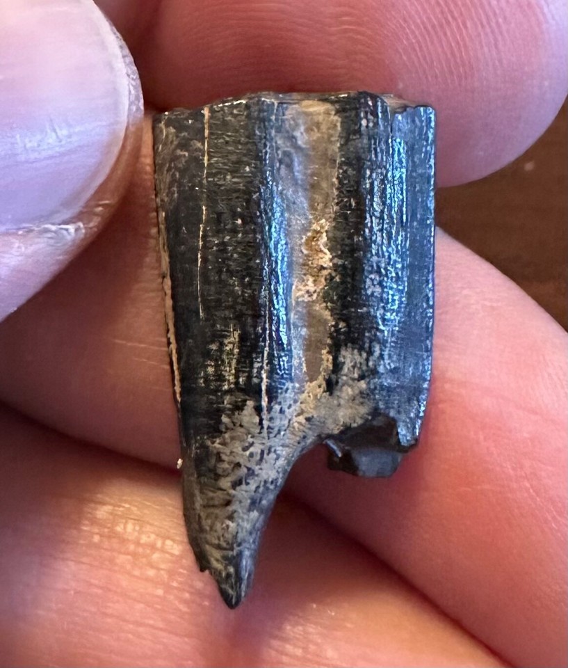 Rare fossil 3-toed Horse Nannippus tooth Miocene Florida undescribed | eBay