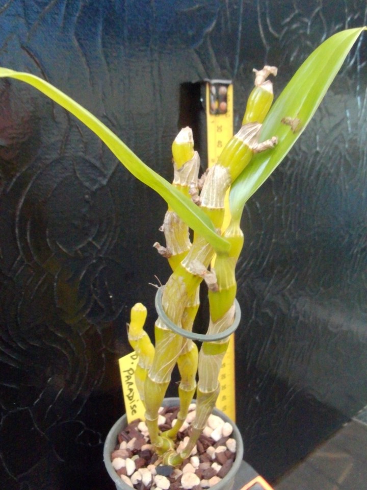 Dendrobium Orchid Purple Paradise | eBay Australia