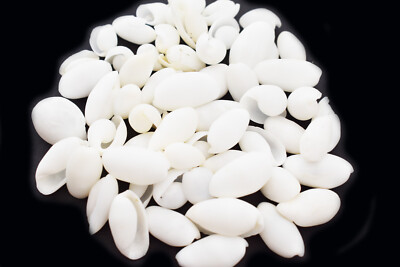 1 Lb White Bullet (Bubble) Shells 3/4" - 1" Vase Filling Seashell ...