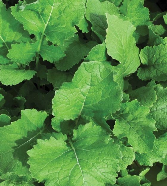 Seven Top Turnip Seeds, Southern Turnip Greens, NON-GMO, FREE SHIPPING ...