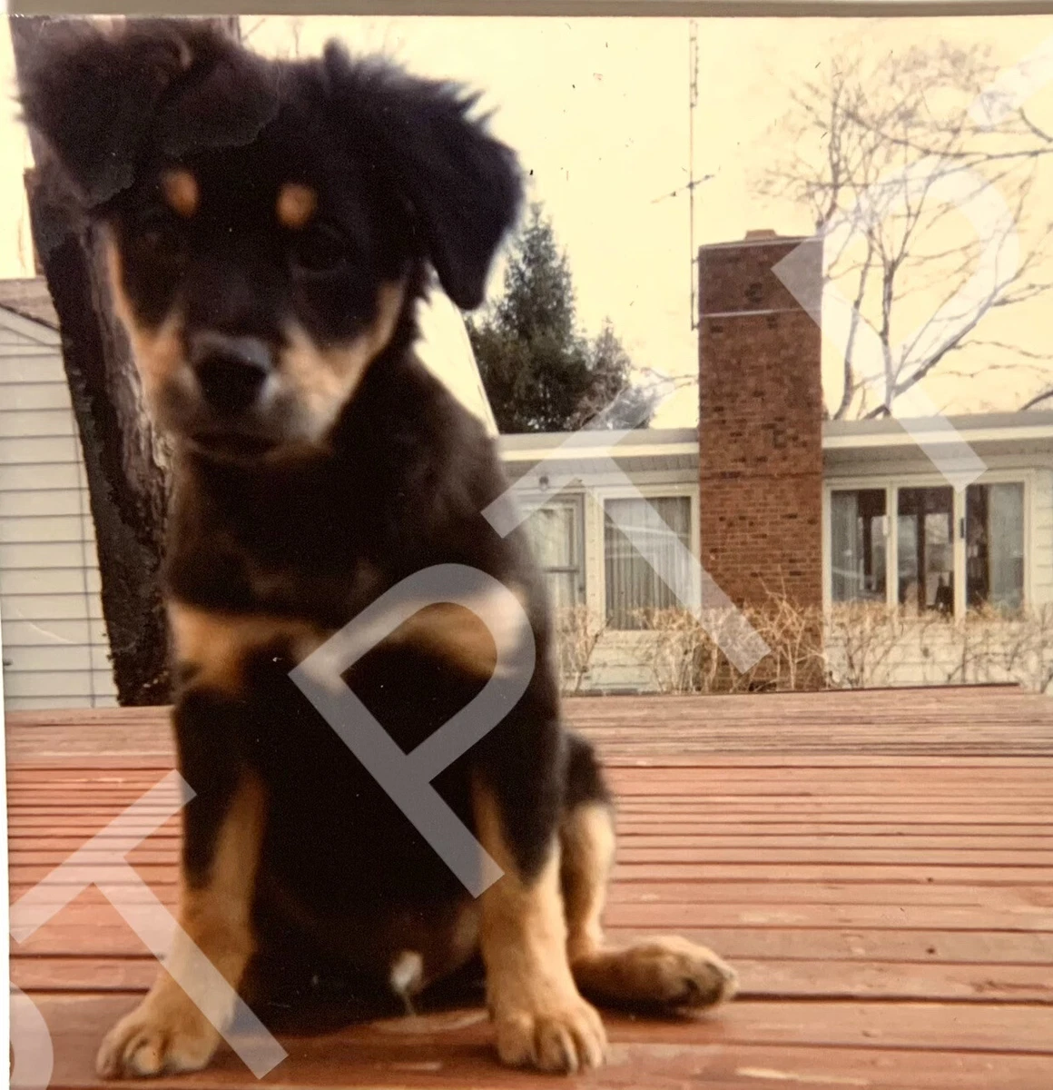 Rottweiler Husky Mix Puppies