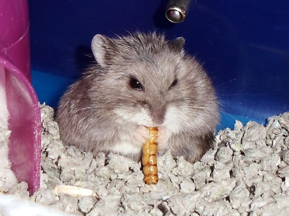 Rodent Diet Breeding Food Protein Bulk Lab Block Hamster Rat Mouse ...