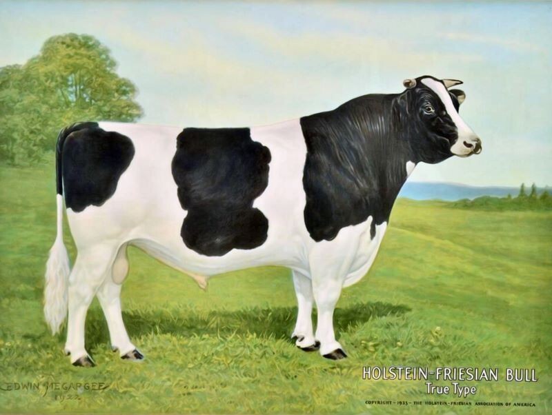 Holstein Friesian Bull, True Type NEW Sign 24"x30" USA STEEL XL Size 7 ...