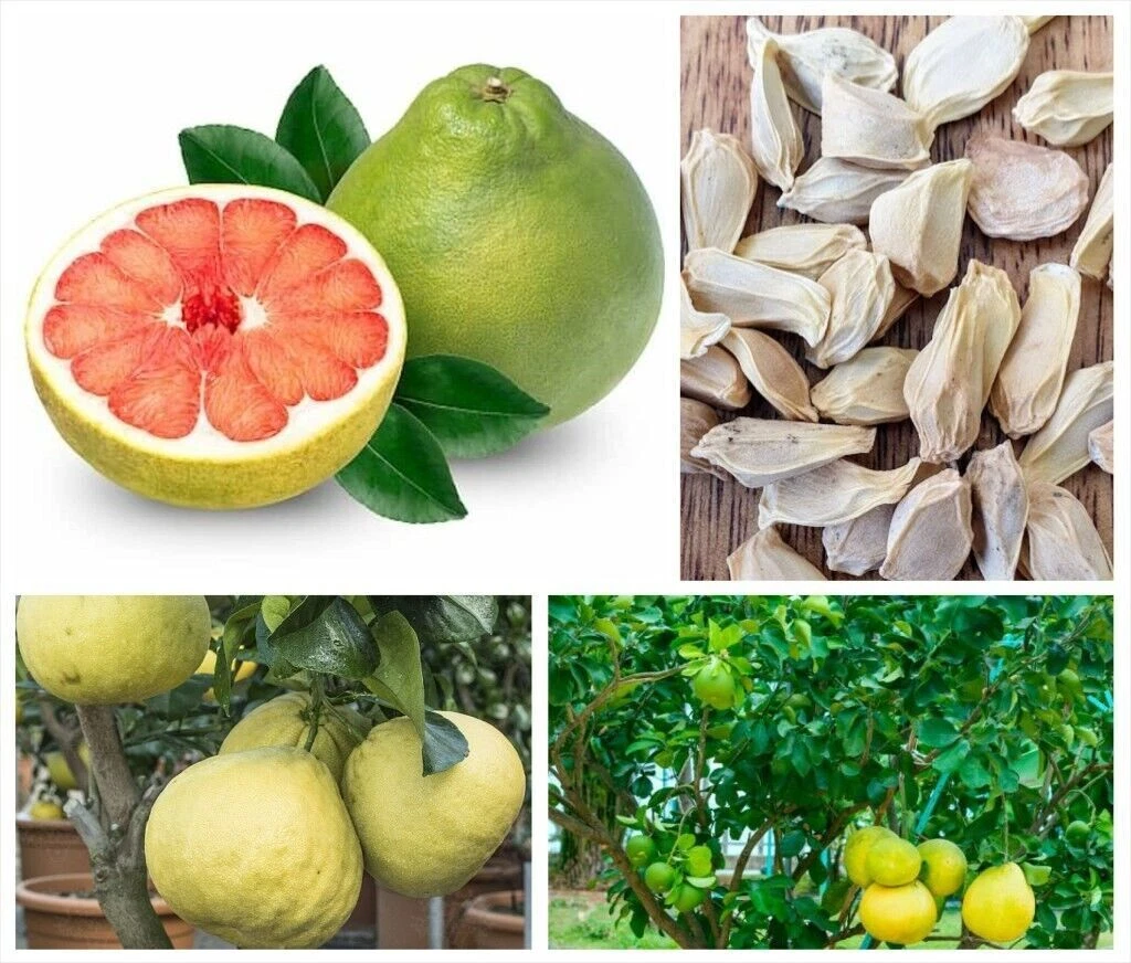 Red Pomelo