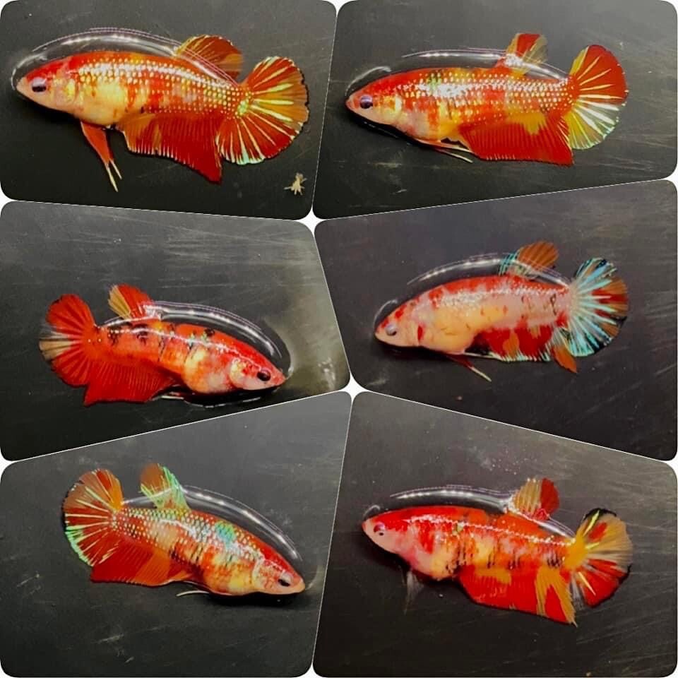 Live Betta Fish HMPK Female Koi Galaxy Multiple Color for Sorority ...