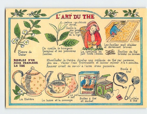 Postcard Anatomy of a Tea Plant & Art of Tea Preparation Illustrated ...