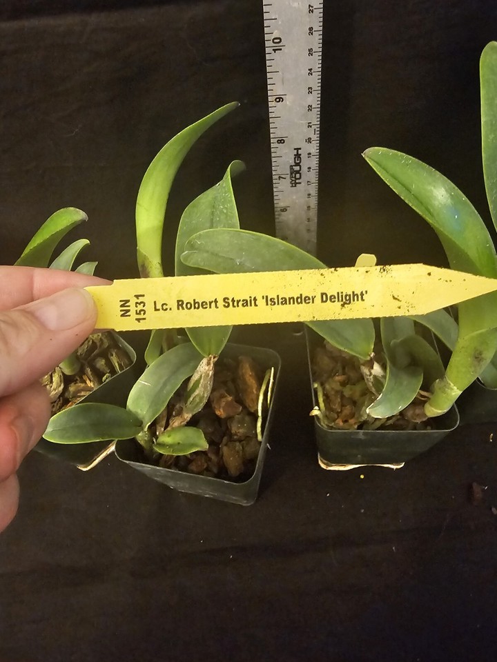 Rlc Robert Strait 'Islanders Delight' Near Bloom Size Cattleya Orchid ...