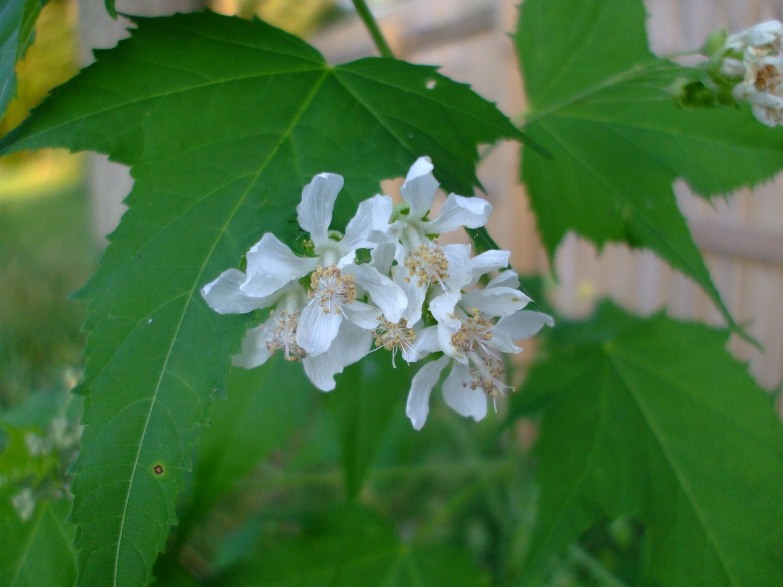 Sida hermaphrodita (Virginia Fanpetals) wildflower seed packet, Z 5 -7 ...