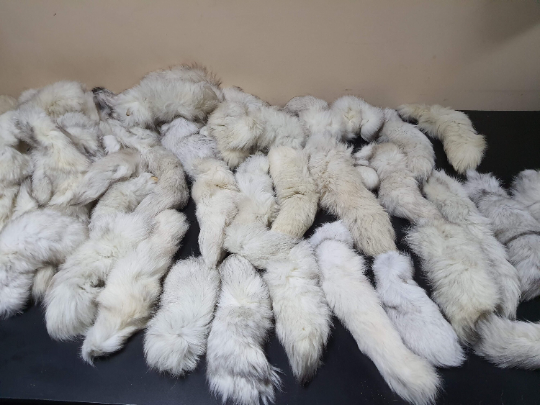 Real fox tail, fox tail, fox tails, shadow fox, shadow fox tail, fox ...