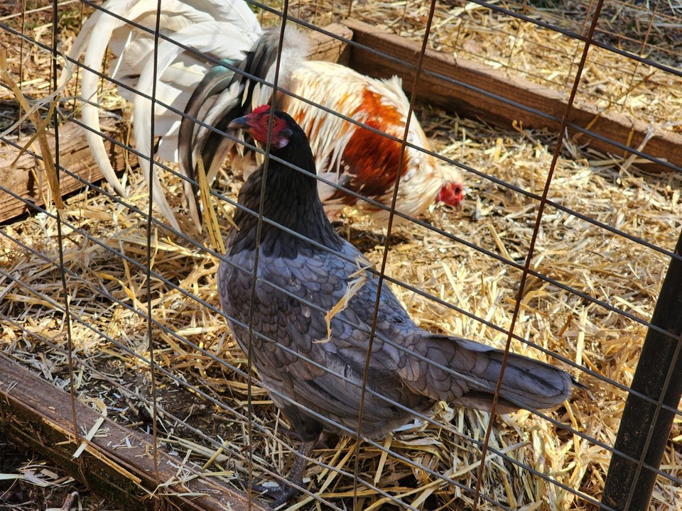 Game Fowl Hatching Eggs 6 Eggs GT BLUE MUGS SPLASH STRAIGHT BRED | eBay