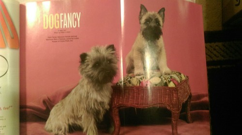 Dog Fancy magazine May 1997 The Spirited Terrier. Near mint condition ...