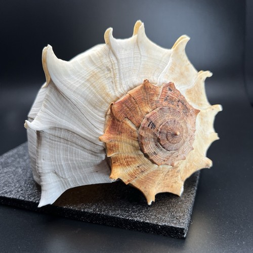 Lightning Whelk Seashell Shell 9.5” Length - Crafts Aquarium Wedding ...