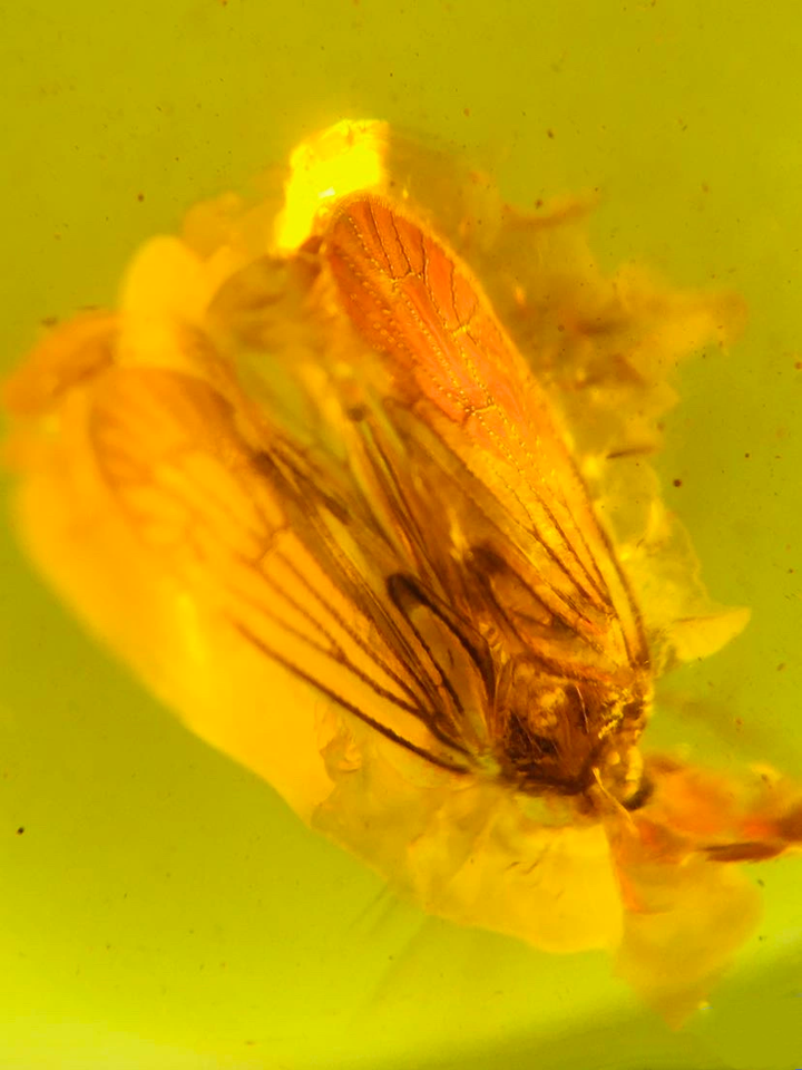 Burmese burmite Cretaceous Wax cicada insect fossil amber Myanmar | eBay