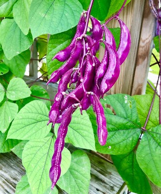 Purple Hyacinth Bean Vine Seeds | eBay