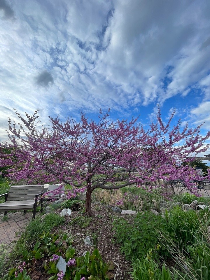 Eastern Redbud Tree Seeds ( Cercis canadensis ) - Pink - Free Shipping ...