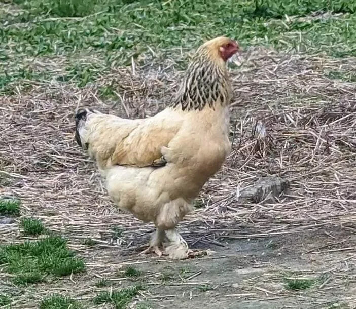 5+ Barnyard Mix Chicken Hatching Eggs | Free Shipping | TN NPIP ...