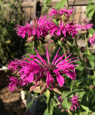 300 seeds MONARDA BEE BALM Fuchsia Hot Pink Perennial Tall+gift | eBay