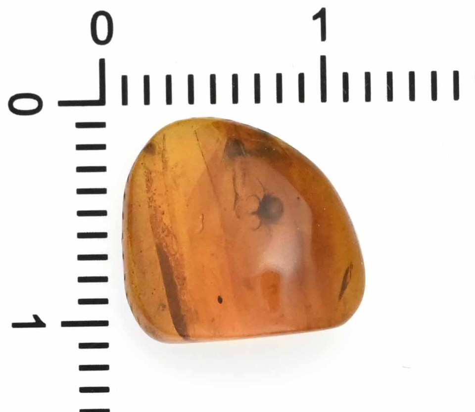 Caeculidae (Rake-Legged Mite), Fossil inclusion in Burmese Amber | eBay
