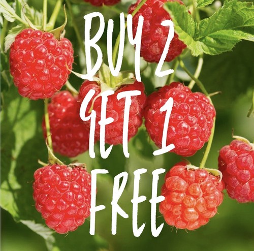 Heritage Everbearing Raspberry Plants - Bare Root - (2) Stems With ...