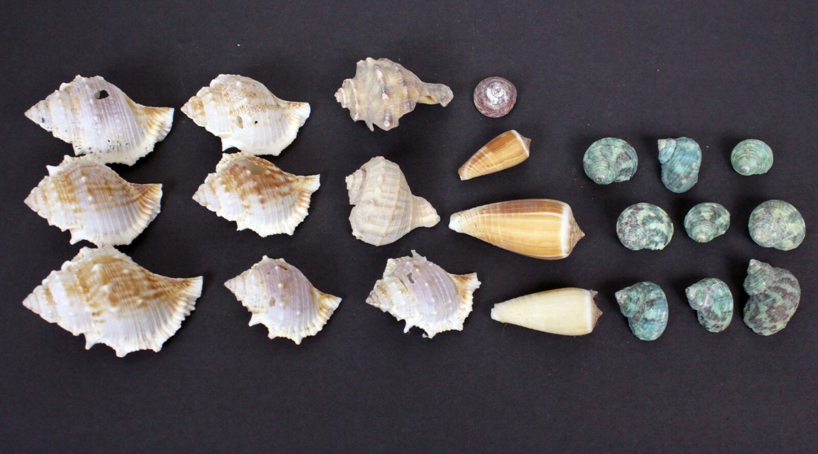 Lot of 21 Sea Shells Volutes Turbans Whelks Moon Shells Cones Murex ...