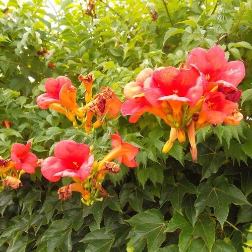 Bignone campsis tagliabuana mme galen pot 3 litres90/120 cm | eBay
