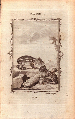 "PACA" Antique original Buffon animal engraving 1785 | eBay