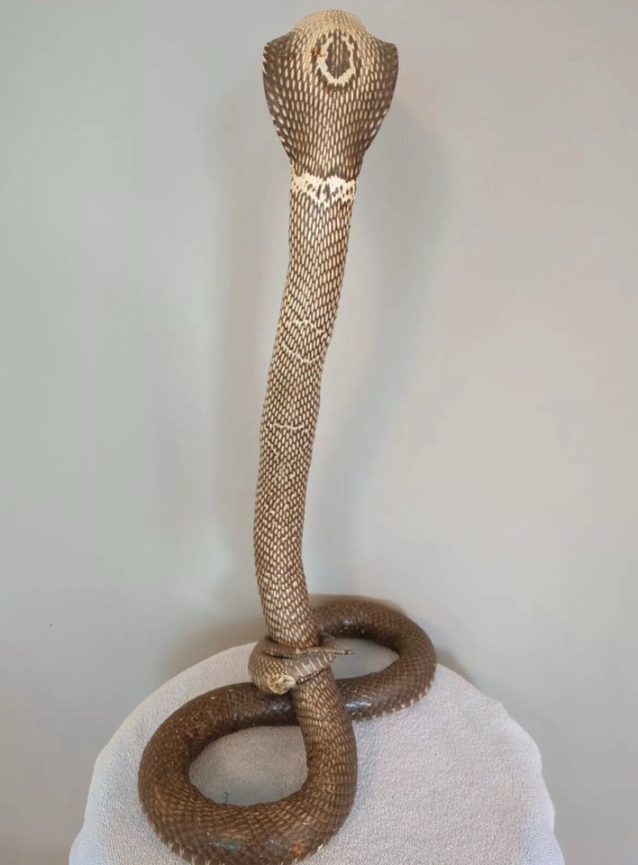 Taxidermy Cobra Been In My Collection For 40+ Years 22 Inches Tall Cool ...