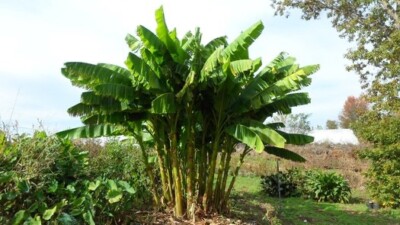 Large Musa Basjoo Banana Tree | eBay