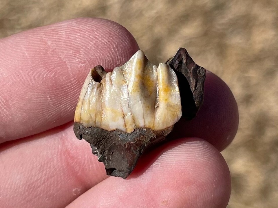 Florida Fossil Deer Tooth Odocoileus virginianus Pleistocene Ice Age ...