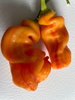 40+ Sugar Rush Striped Seeds Bacon Sweet Malawi Piquante Heirloom Hot ...