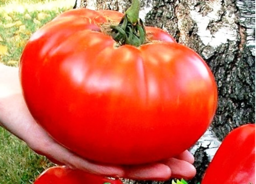 Seeds Tomato King of Kings Red Giant size! Vegatable NON-GMO Organic ...