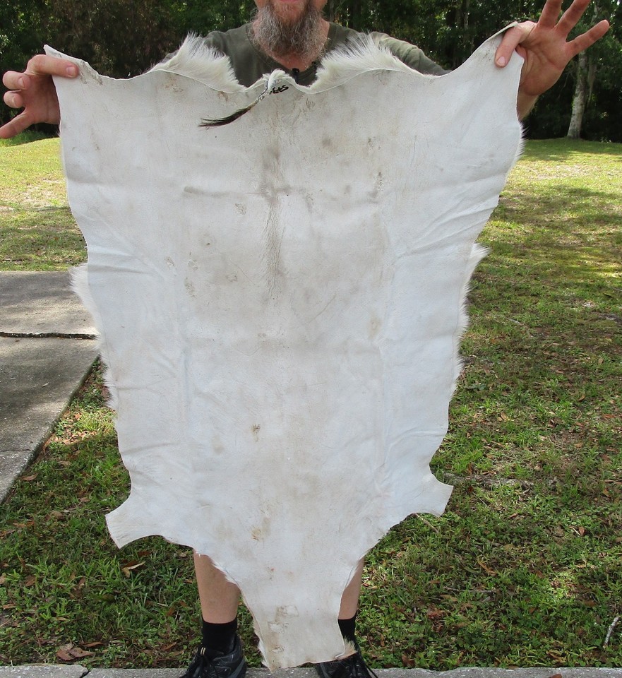 South African Springbok Skin, Springbok Hide, 39x26 inches, taxidermy ...